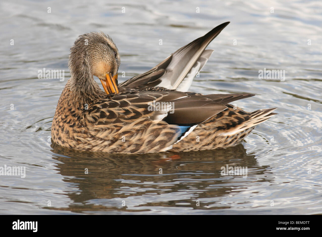 Mallard preening hi-res stock photography and images - Alamy
