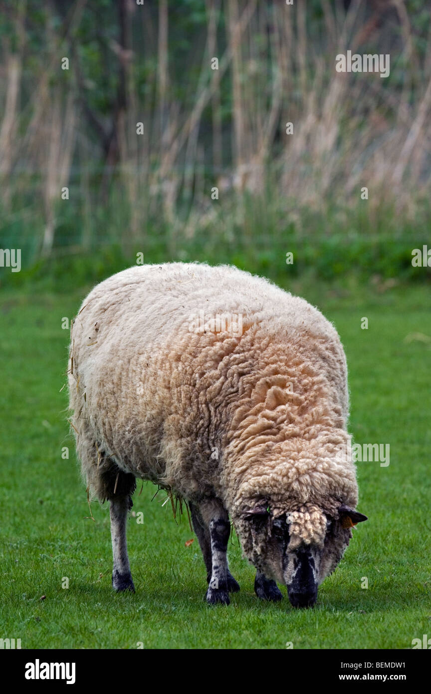 The Belgian breed of sheep Entre Sambre et Meuse (Ovis aries) grazing ...