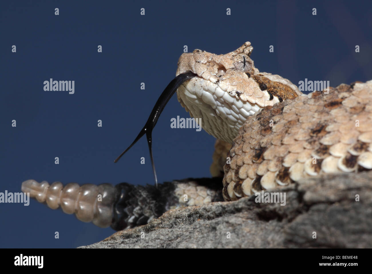 Sonoran Desert Sidewinder (Crotalus cerastes) - Arizona USA - Venomous ...