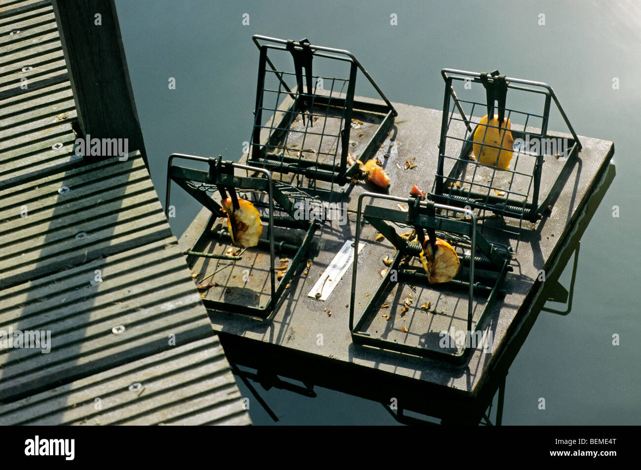 Muskrat traps hi-res stock photography and images - Alamy