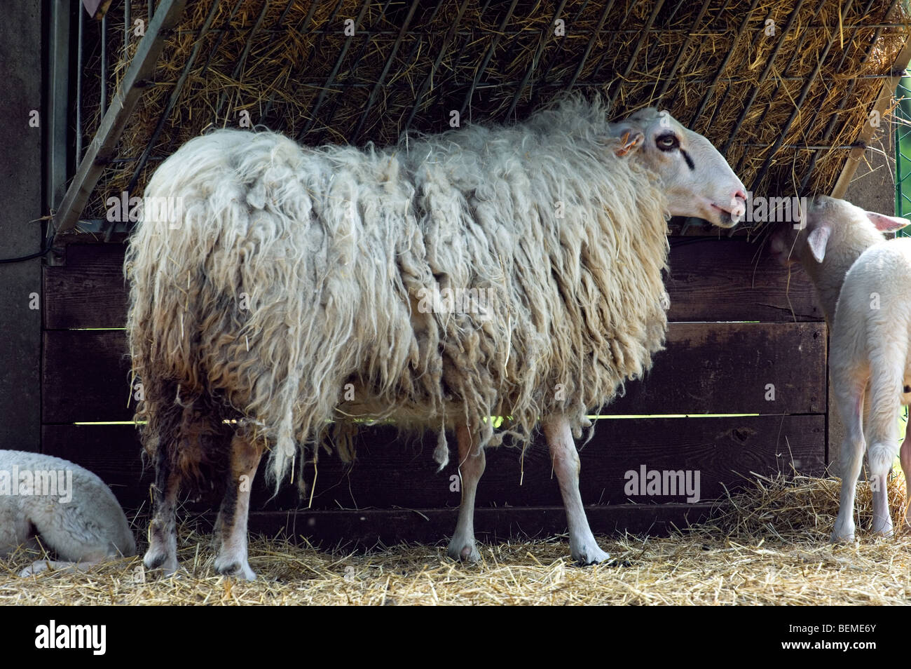 The Belgian breed of sheep Kempens / Campinois sheep with lamb eating ...