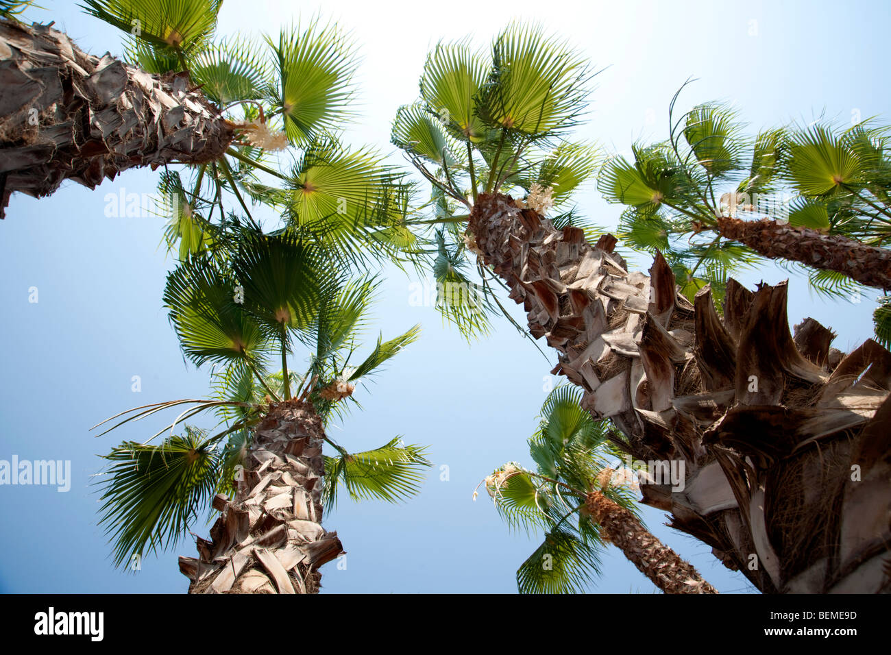 Flora trees cyprus hi-res stock photography and images - Alamy