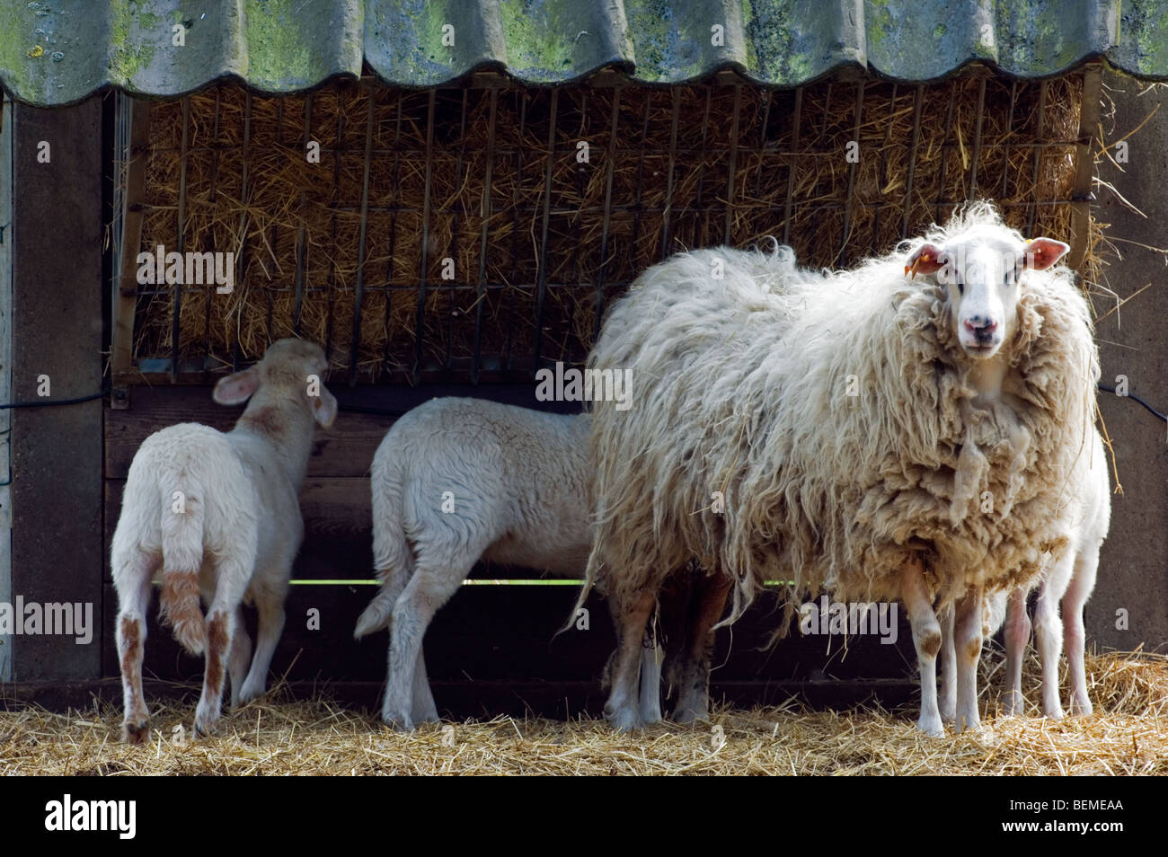 The Belgian breed of sheep Kempens / Campinois sheep with lambs eating ...