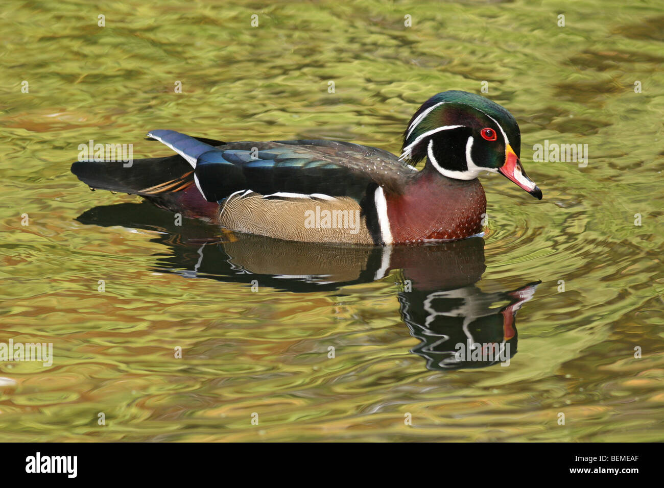 Male wood duck hi-res stock photography and images - Alamy