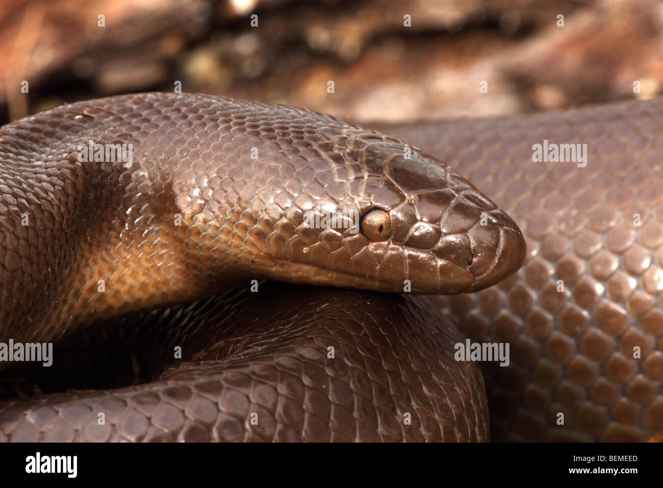 Rubber Boa (Charina bottae) - Oregon - USA - Also known as Coastal ...