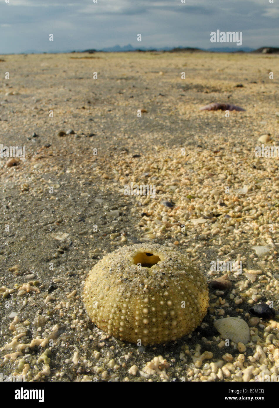 Prey on sea urchin hi-res stock photography and images - Alamy