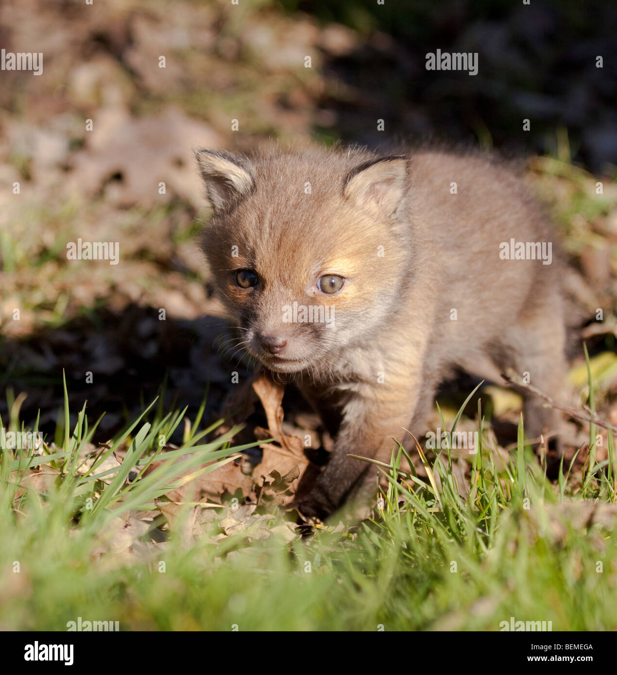 Young fox cub Stock Photo - Alamy