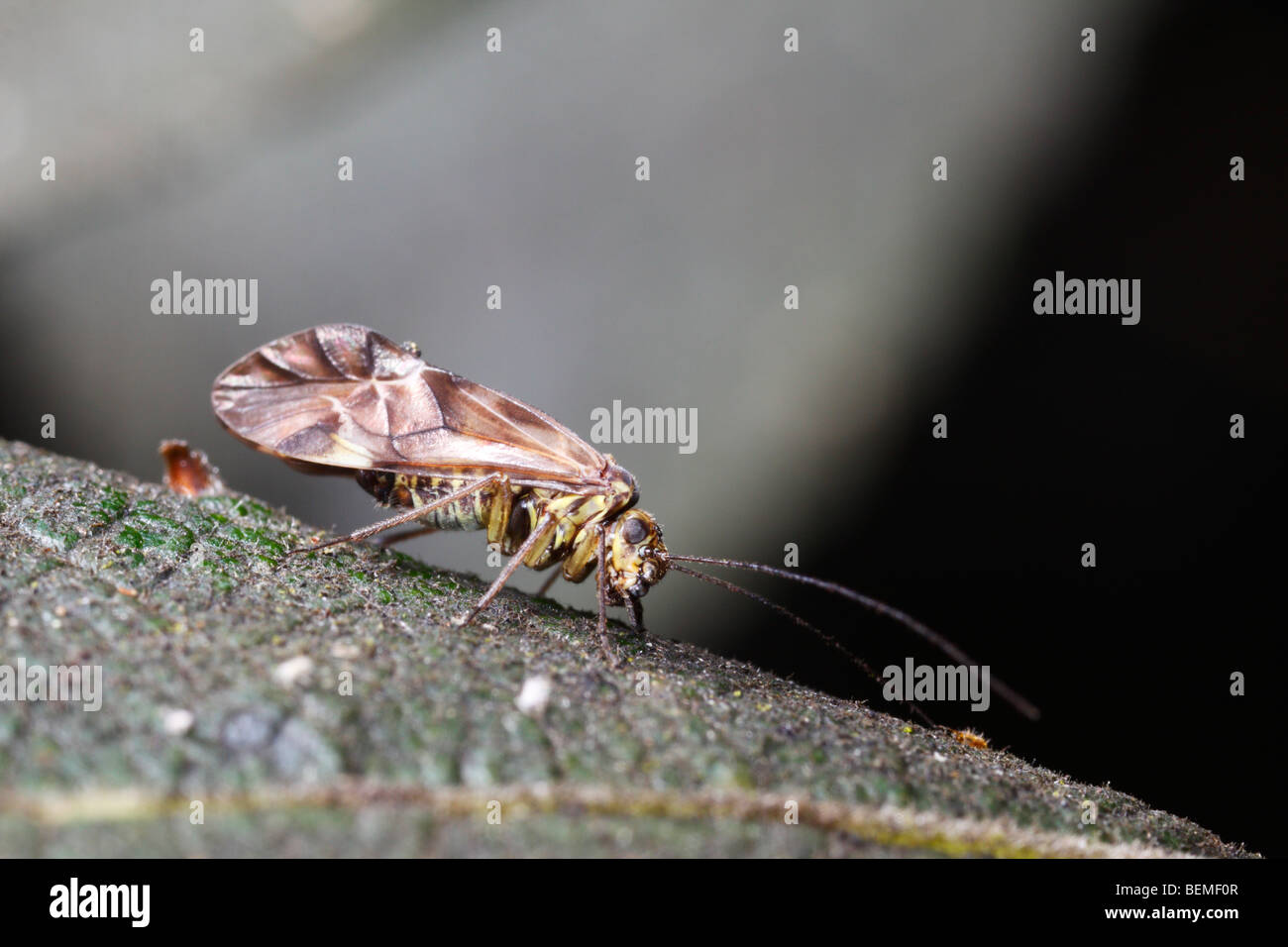 Psocid hi-res stock photography and images - Alamy