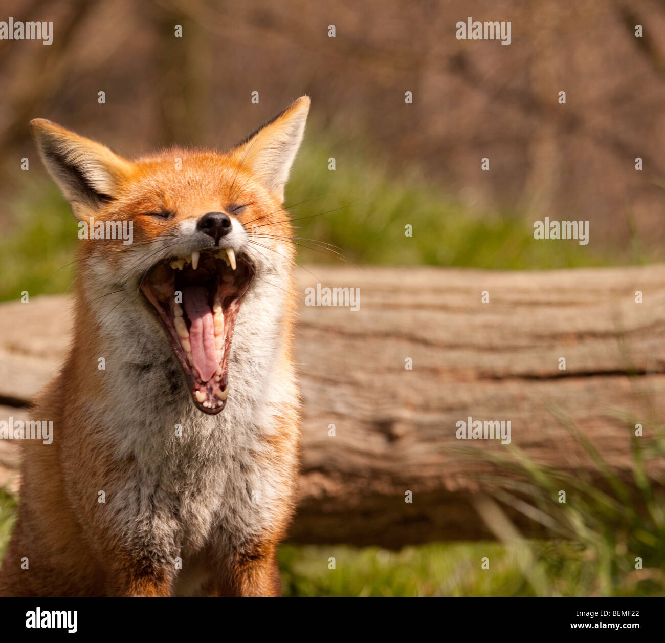 Fox mouth open hi-res stock photography and images - Alamy