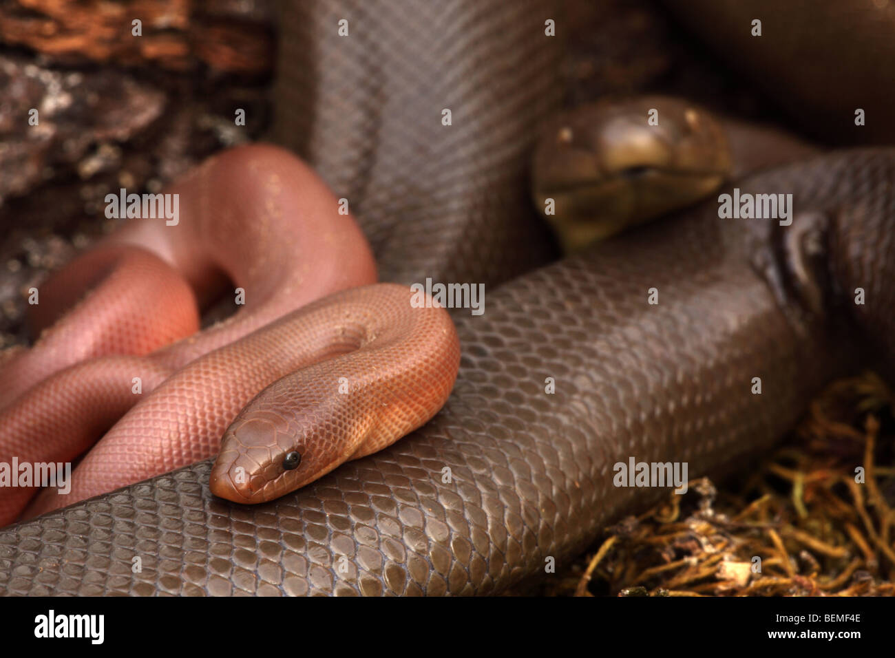 Rubber Boa (Charina bottae) - Adult with newborn young - Oregon - USA ...