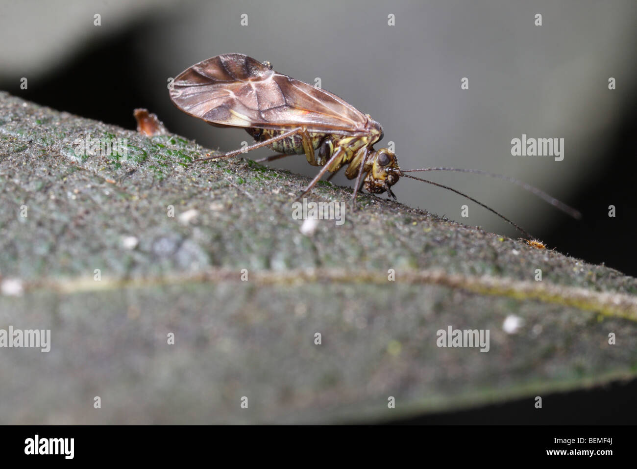 Nebulosus hi-res stock photography and images - Alamy
