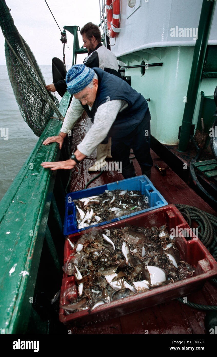 Sorting prawns hi-res stock photography and images - Alamy