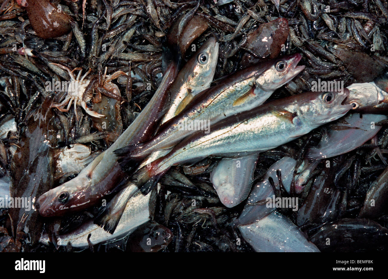 Bycatch hi-res stock photography and images - Alamy