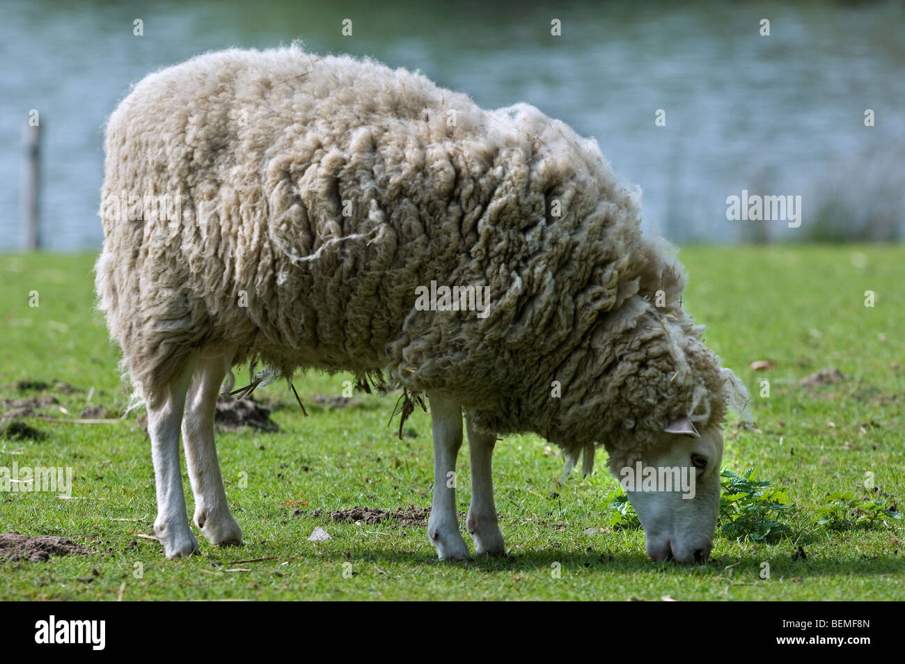 The Belgian breed of sheep Flemish sheep (Ovis aries), Belgium Stock ...