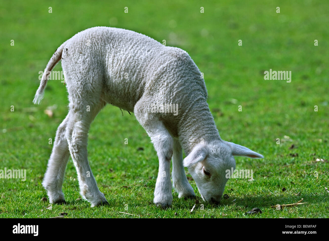 Lamb of the Belgian breed of sheep Flemish sheep (Ovis aries), Belgium ...