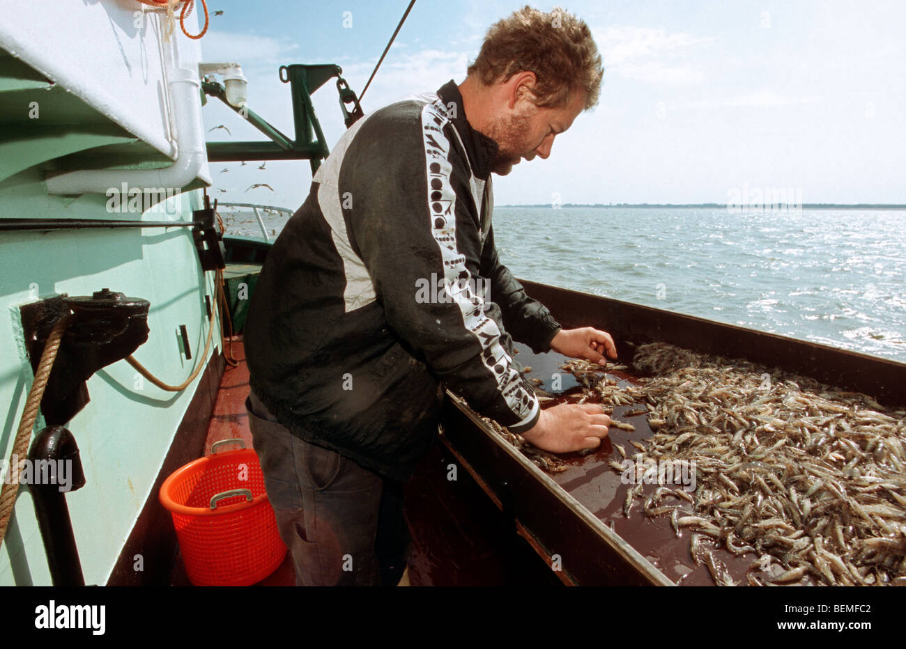 Fishermen on boat sorting fish hi-res stock photography and images - Alamy