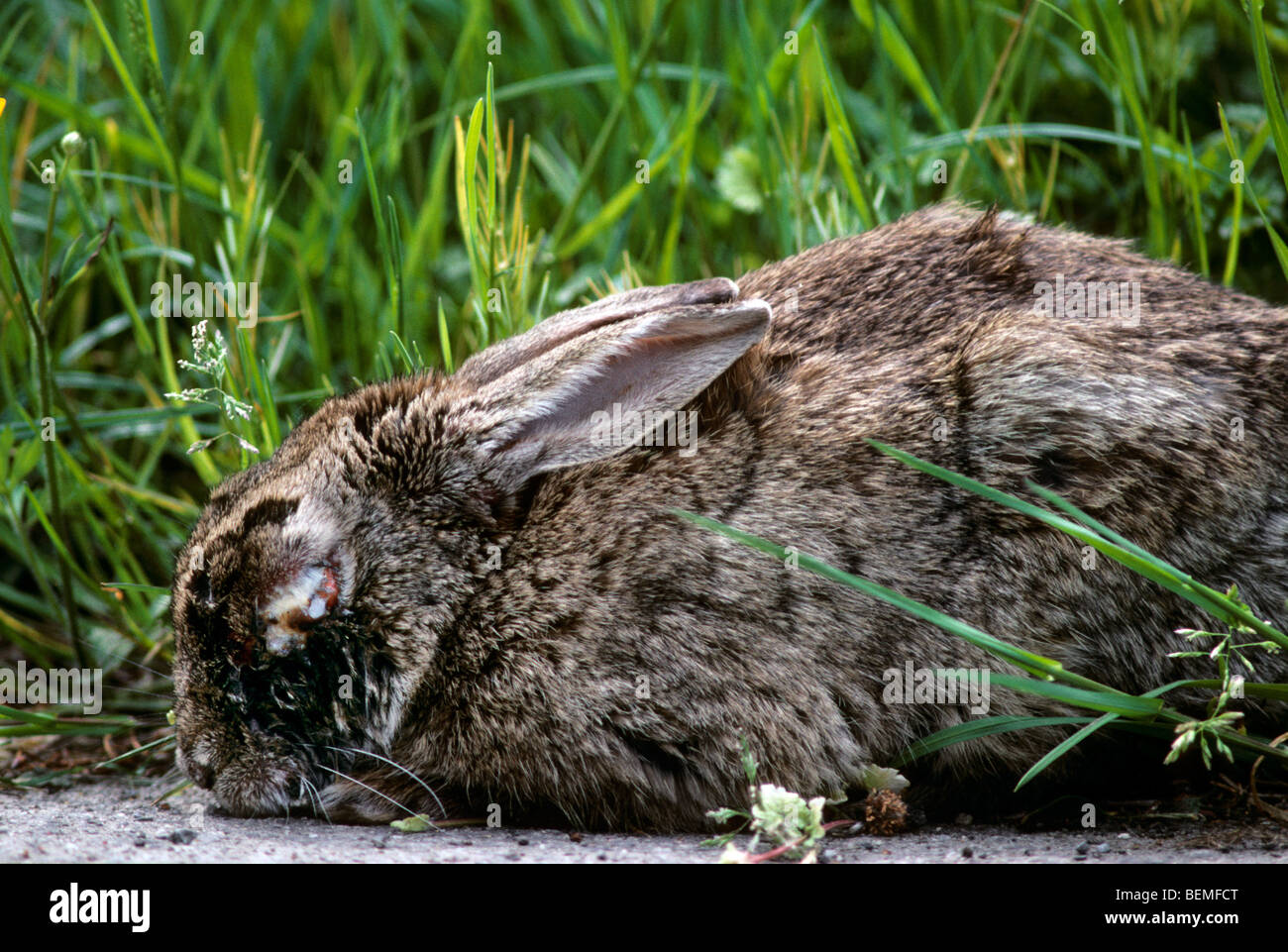 Sick rabbit (Oryctolagus cuniculus) infected with the Myxomatosis ...