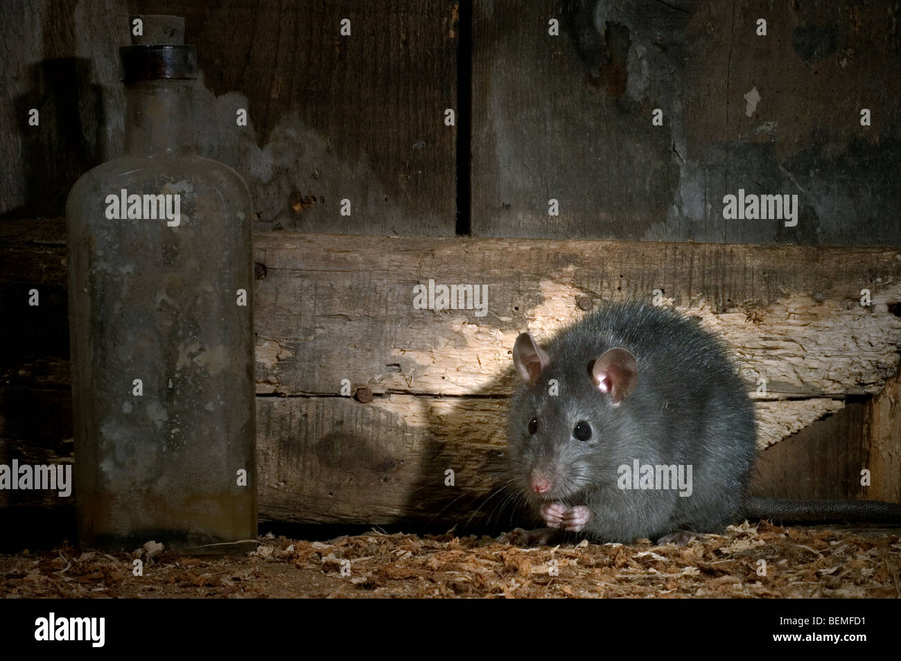 Black rat (Rattus rattus) foraging in barn of farm Stock Photo - Alamy