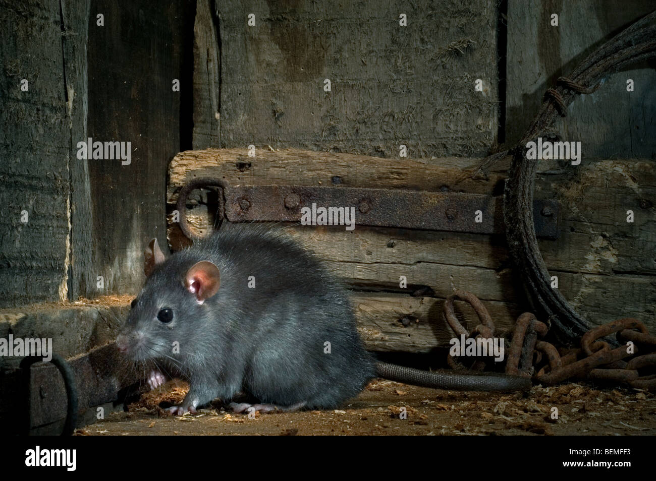 Rattus rattus black hi-res stock photography and images - Alamy