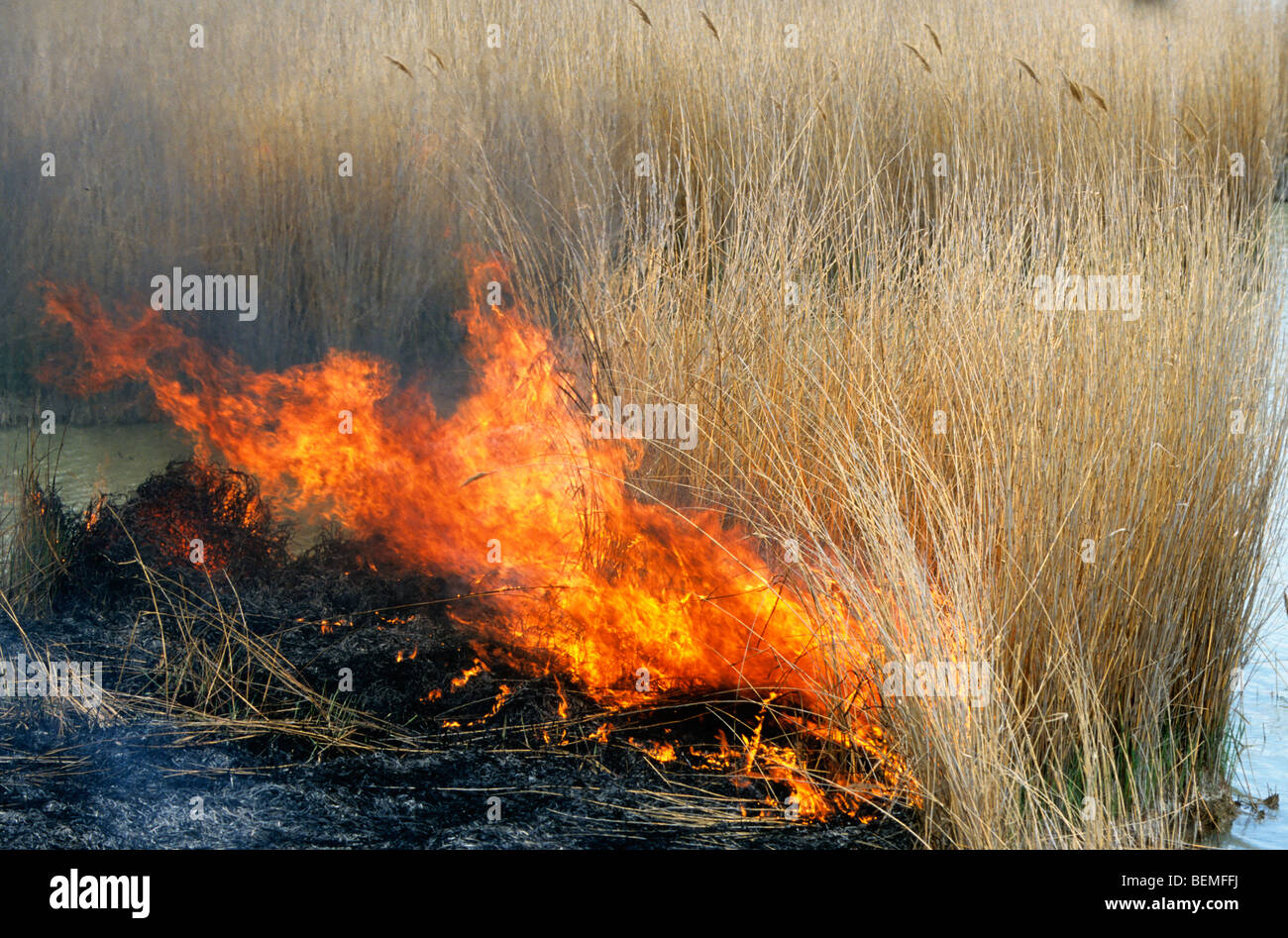 Burning reed hi-res stock photography and images - Alamy