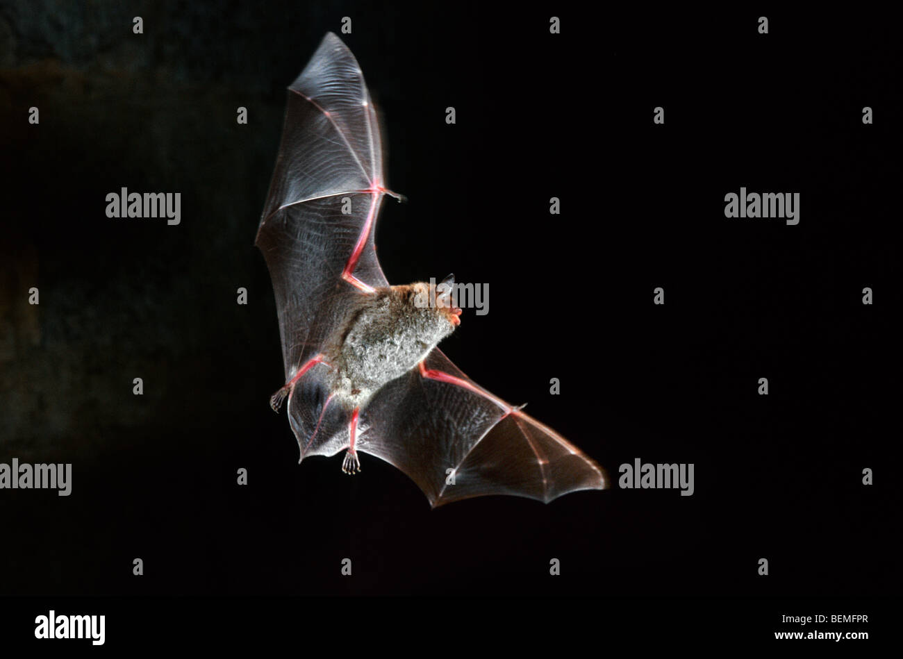 Daubenton's bat (Myotis daubentonii) in flight and hunting at night ...