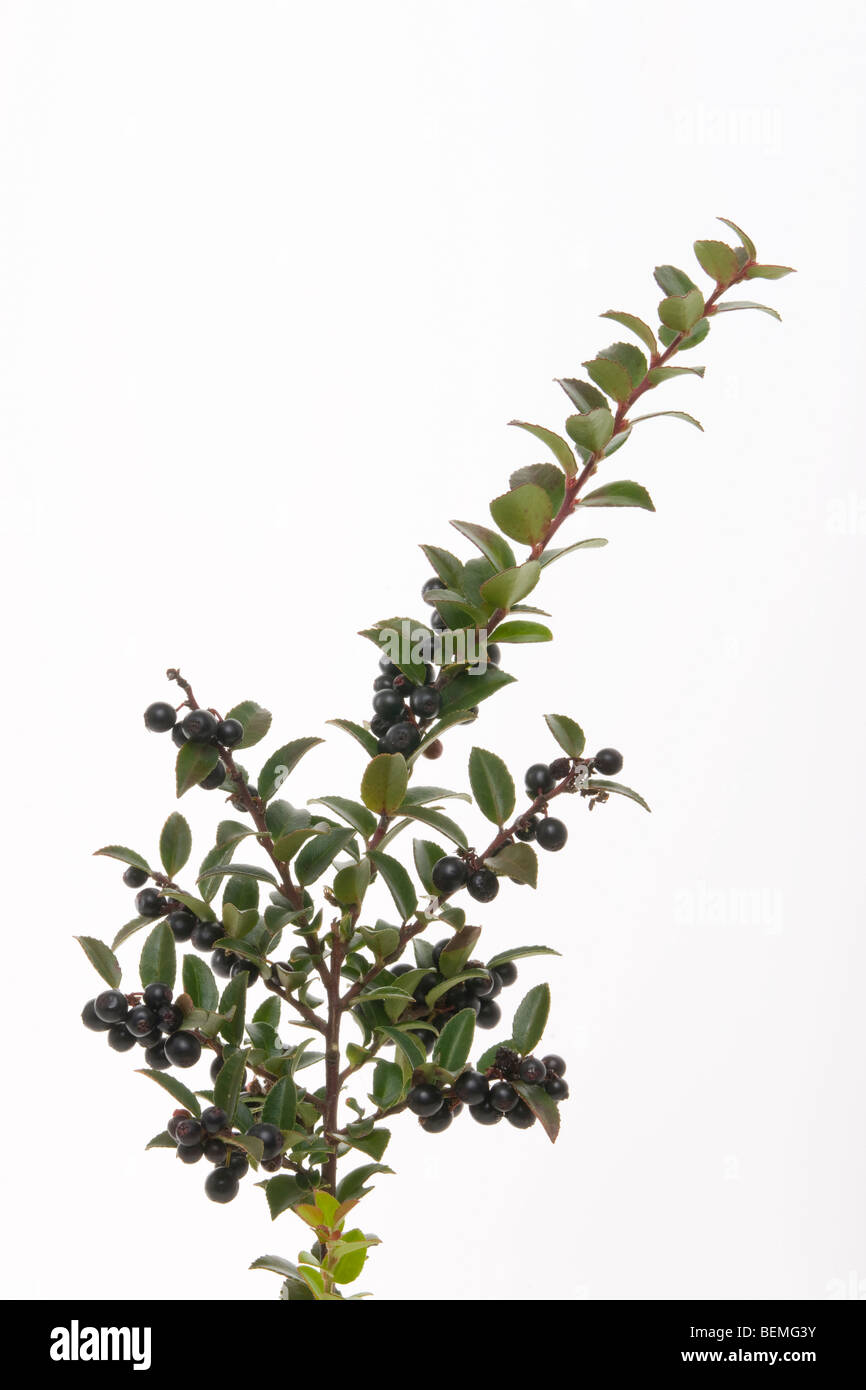 stem and fruit of black huckleberry gaylussacia baccata Stock Photo - Alamy