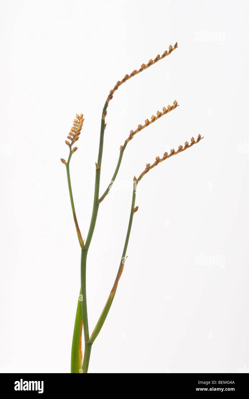 Crocosmia lucifer seed pod hi-res stock photography and images - Alamy