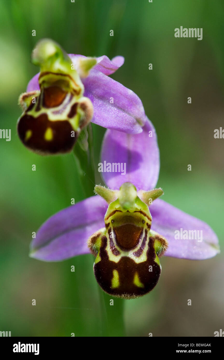 Ophrys flower hi-res stock photography and images - Alamy