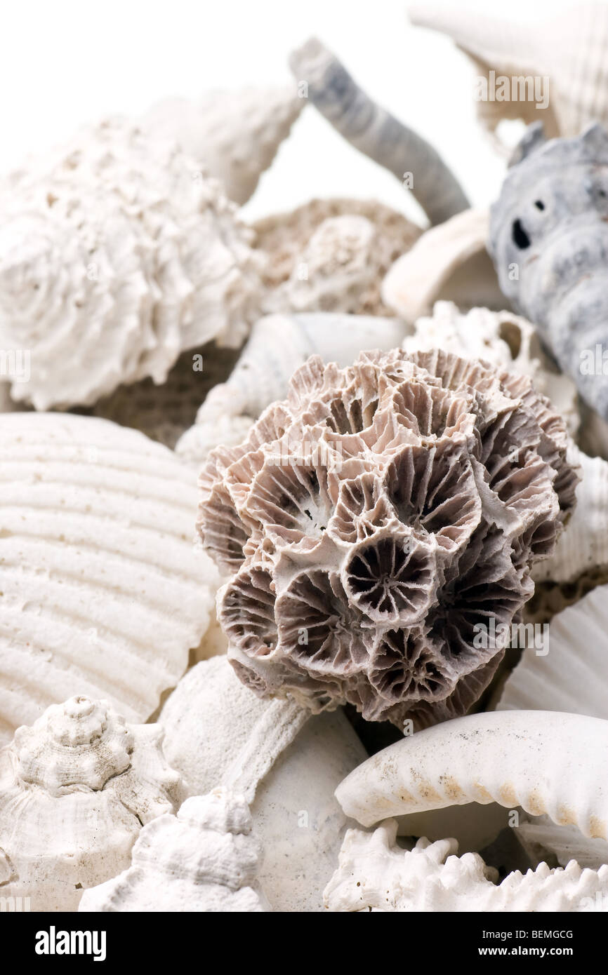 fossilized seashell background with various kinds of shells Stock Photo ...