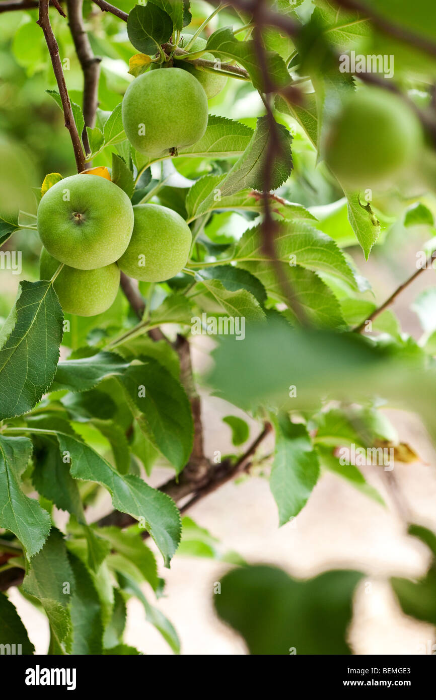 California apple hi-res stock photography and images - Alamy