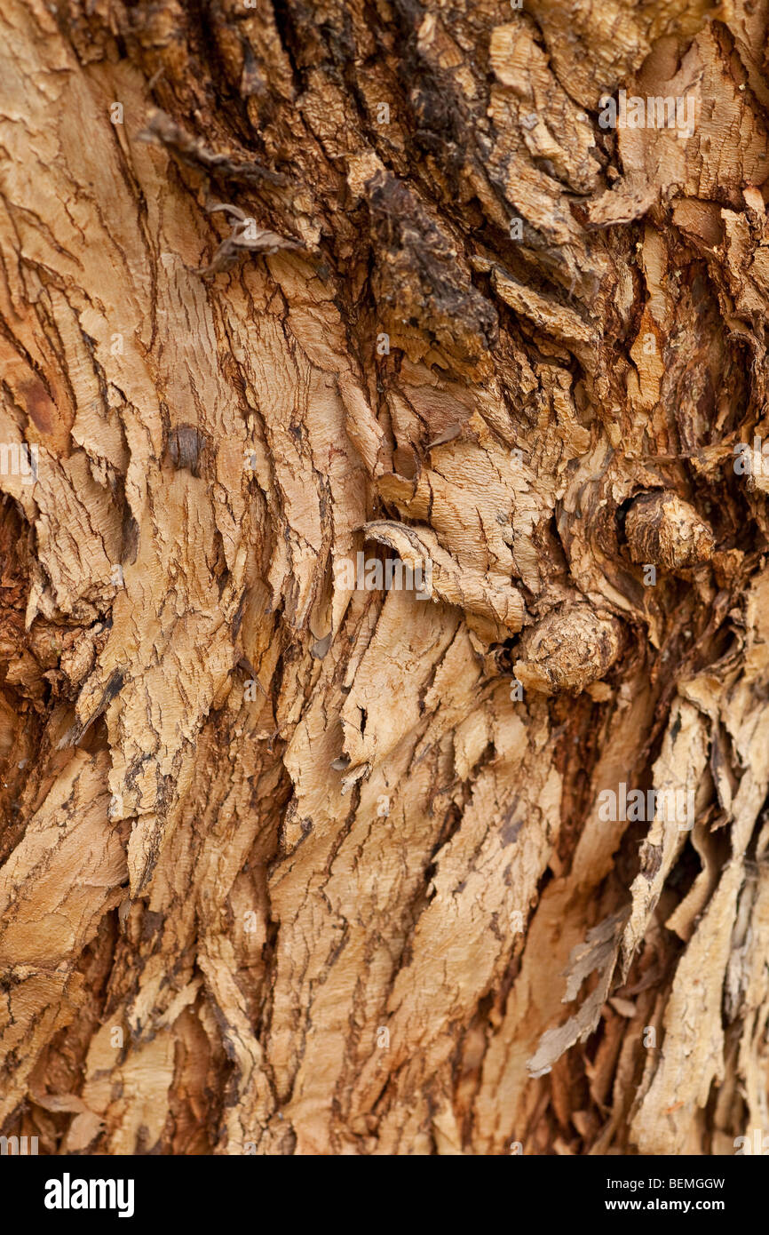 Tree bark hi-res stock photography and images - Alamy