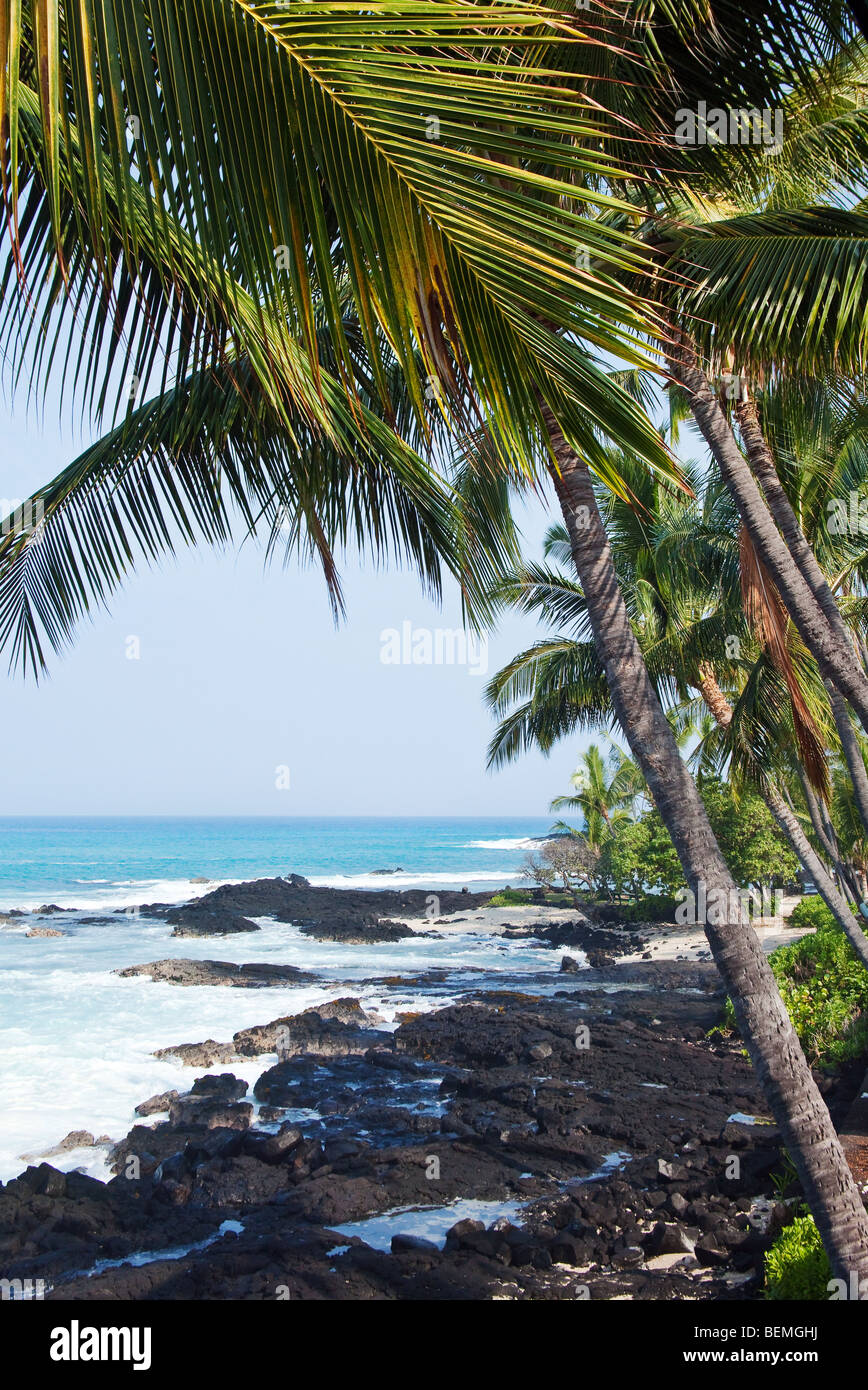 Kona hawaii palm trees hi-res stock photography and images - Alamy