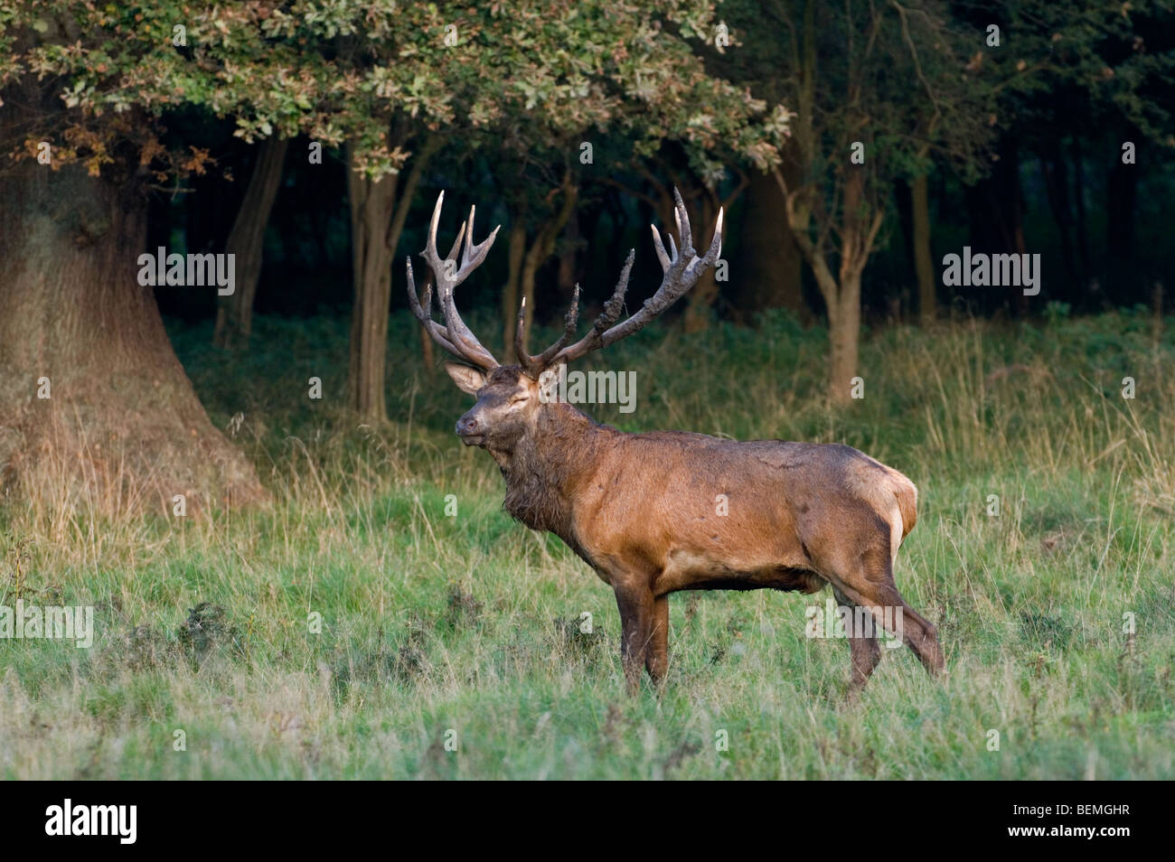 Male red deer standing in hi-res stock photography and images - Alamy