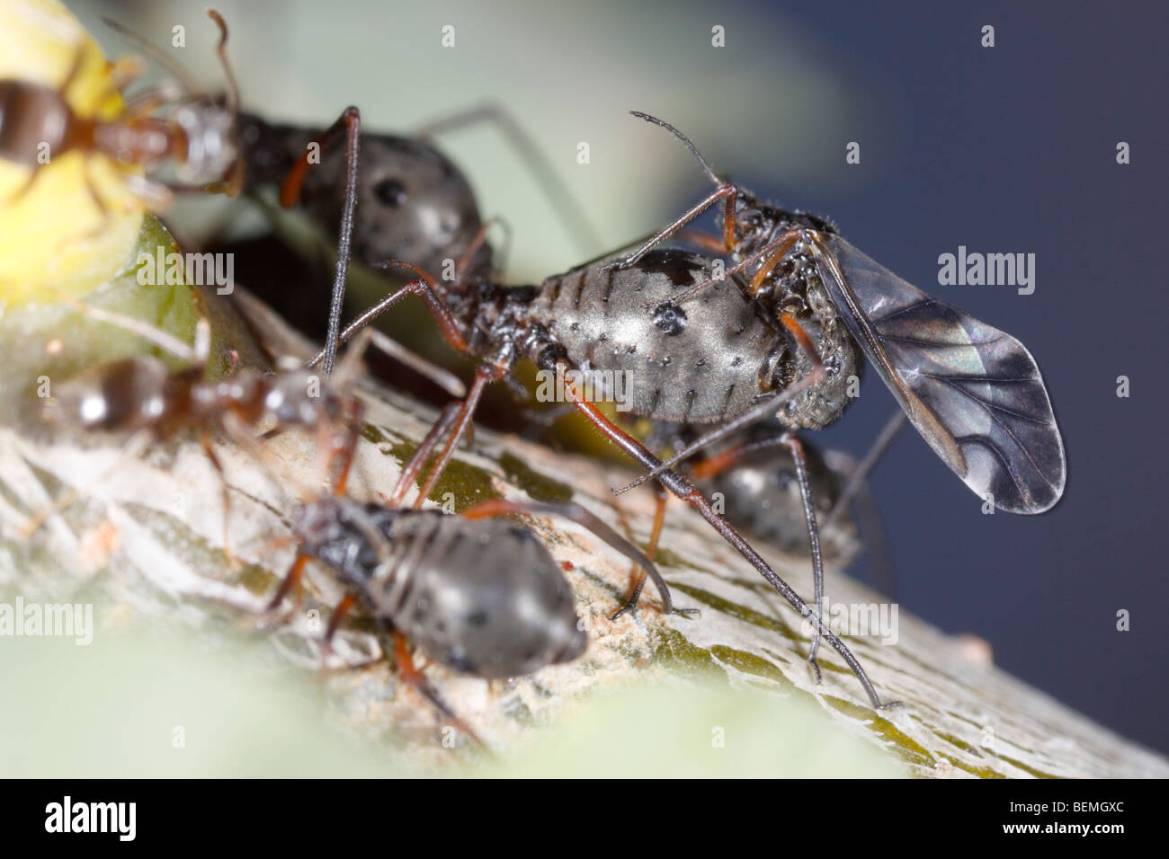 Lachnus roboris, an aphid that feeds on oak. An alate (winged) aphid ...