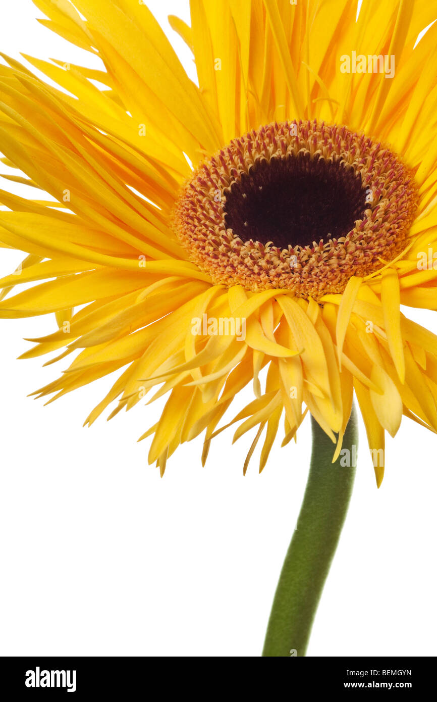 daisy isolated on a pure white background Stock Photo - Alamy