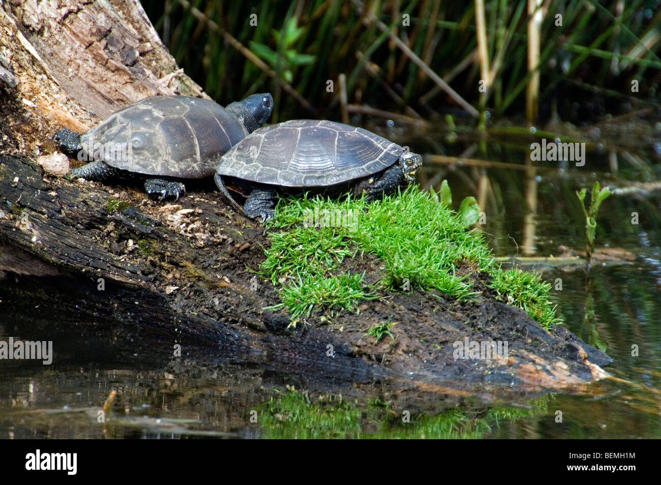 Pair of turtle hi-res stock photography and images - Alamy
