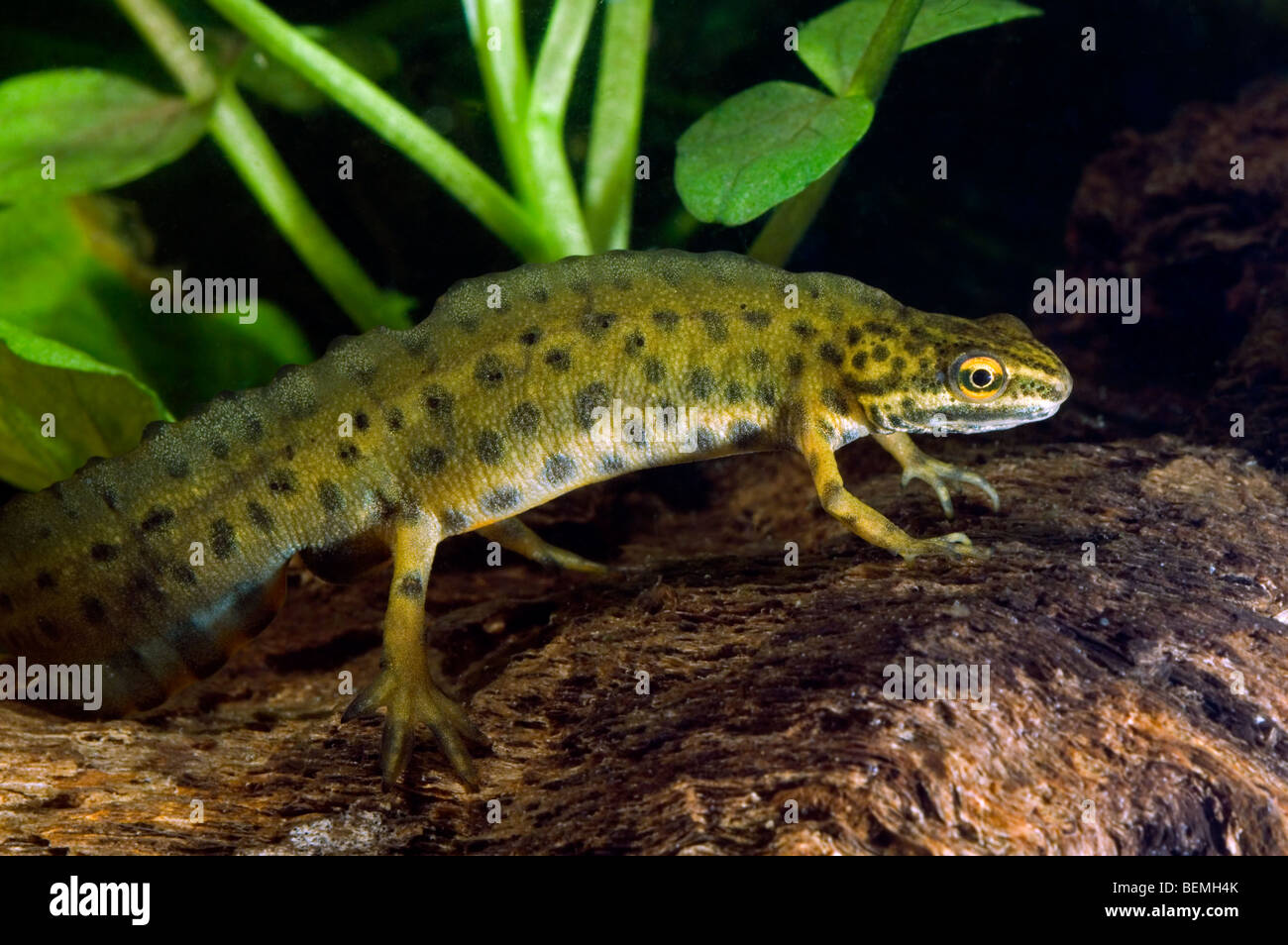 Common Smooth newt (Lissotriton vulgaris / Triturus vulgaris) swimming ...