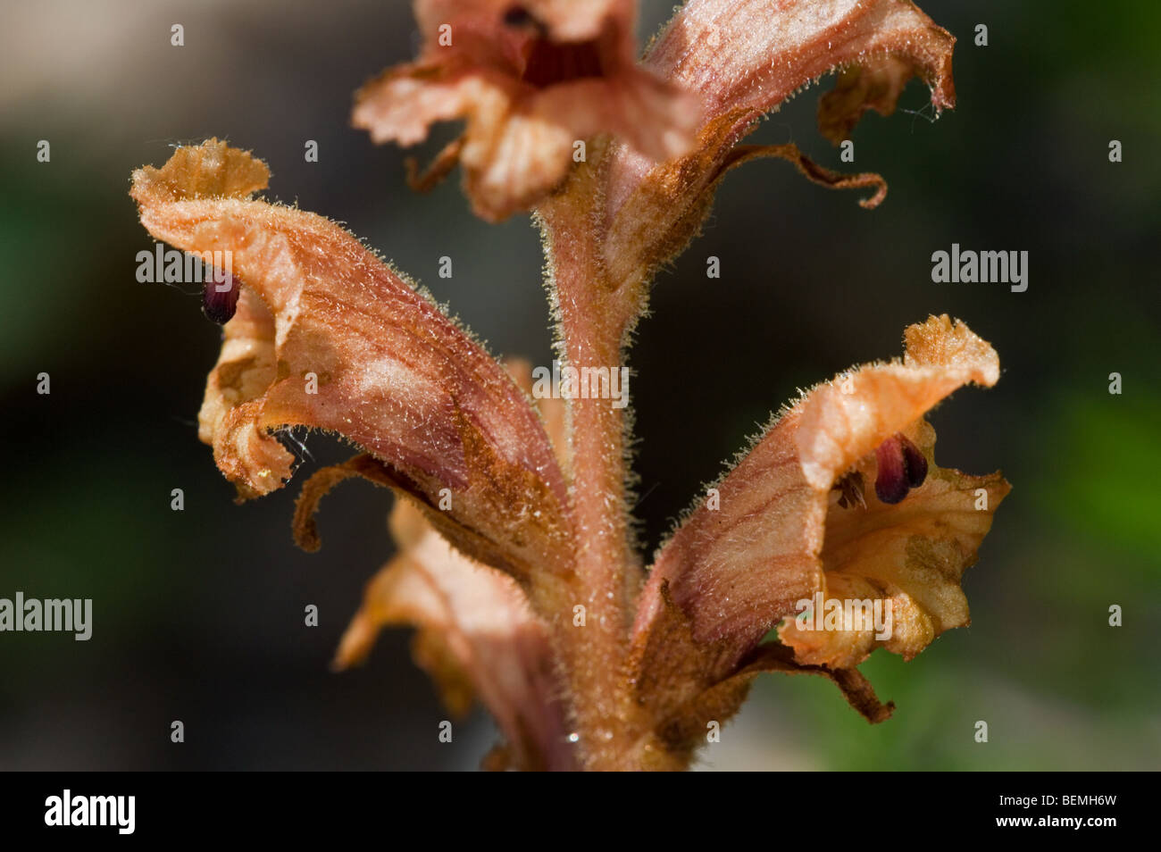Lesser broomrape (Orobanche hederae) close up, La Brenne, France Stock ...