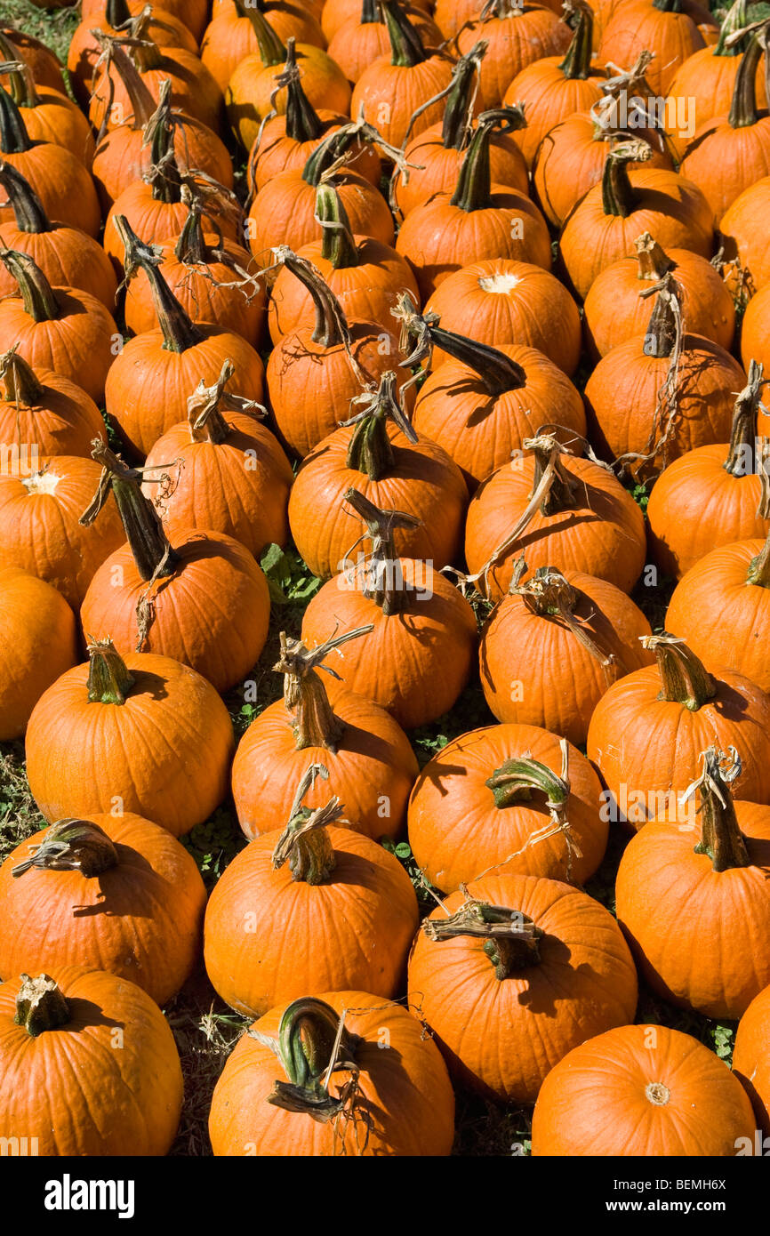 Small sized pumpkins gathered up and sitting on the ground on a nice ...