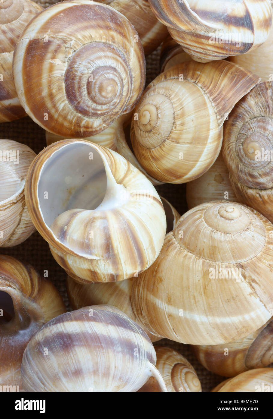 Spiral snail shells hi-res stock photography and images - Alamy