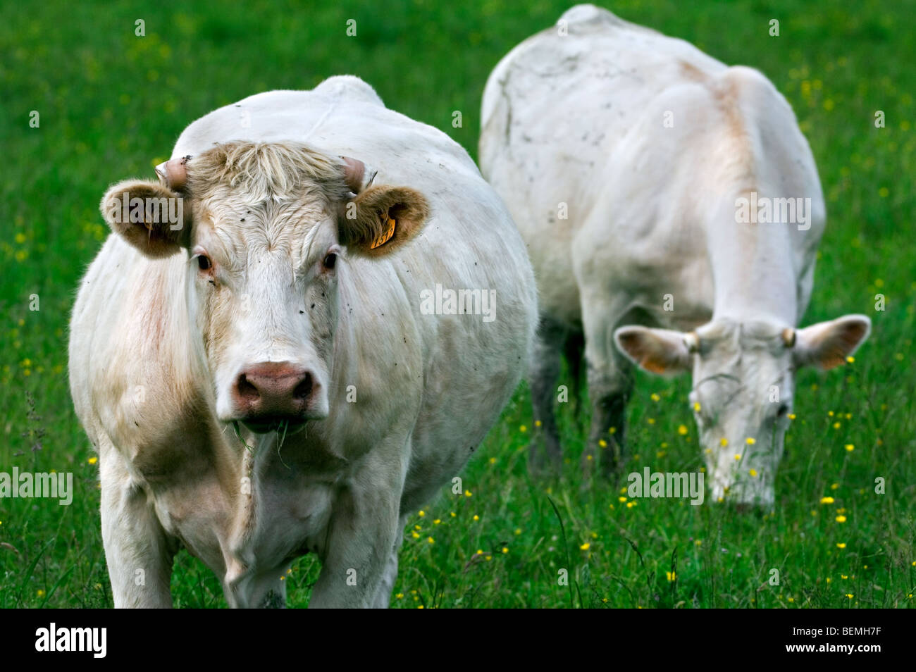 White cows hi-res stock photography and images - Alamy
