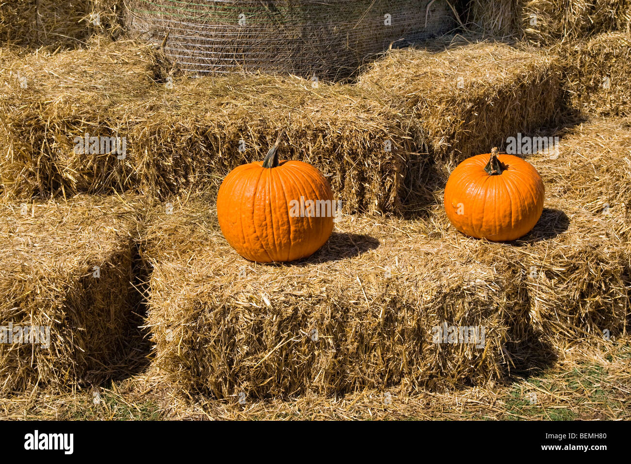Two pumpkins sitting on stacked bales of straw on a sunny day during ...