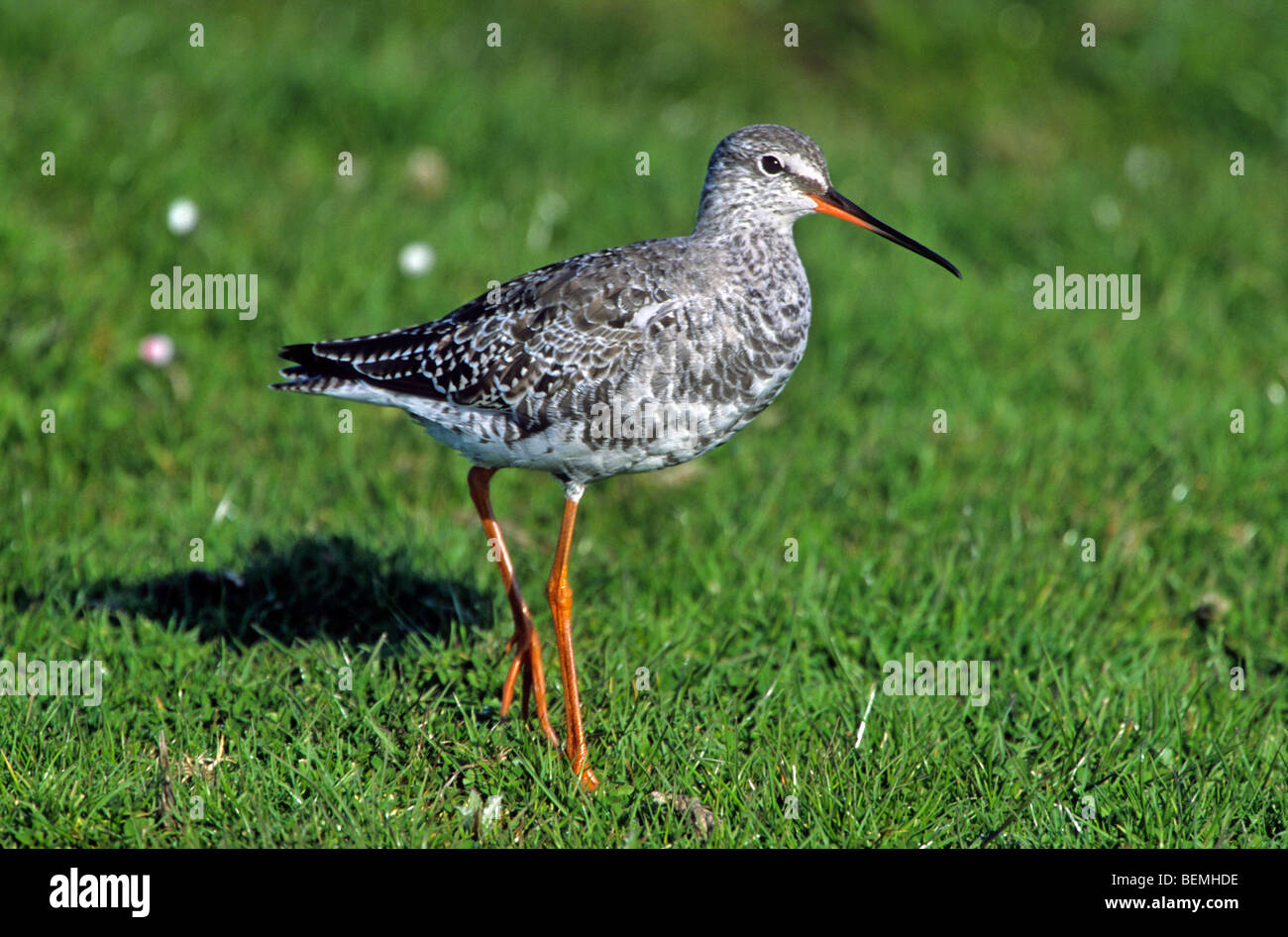 Spotted redshank (Tringa erythropus) foraging in meadow Stock Photo - Alamy