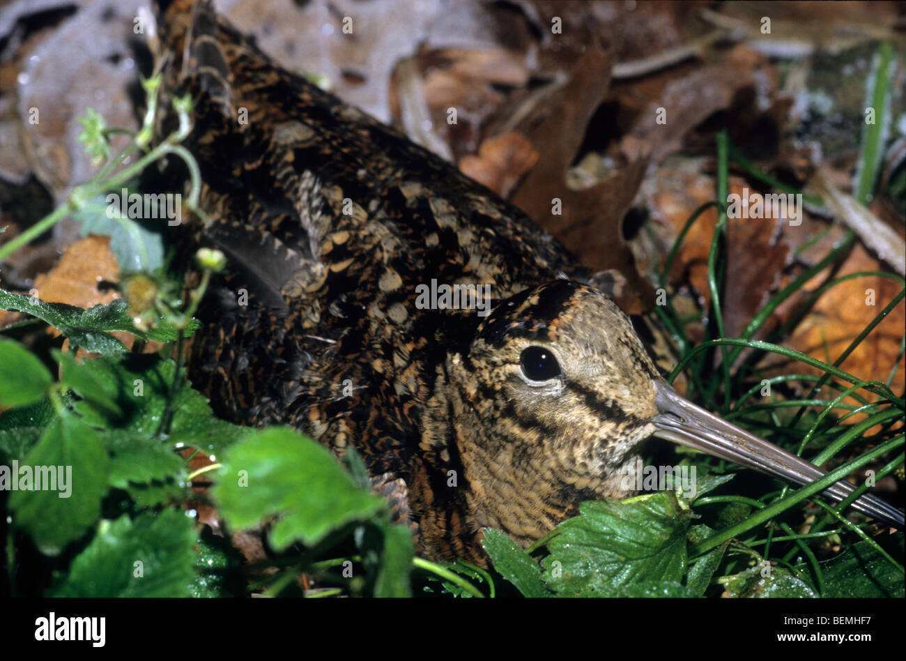 Woodcock (Scolopax rusticola) in camouflage colours hiding on the ...