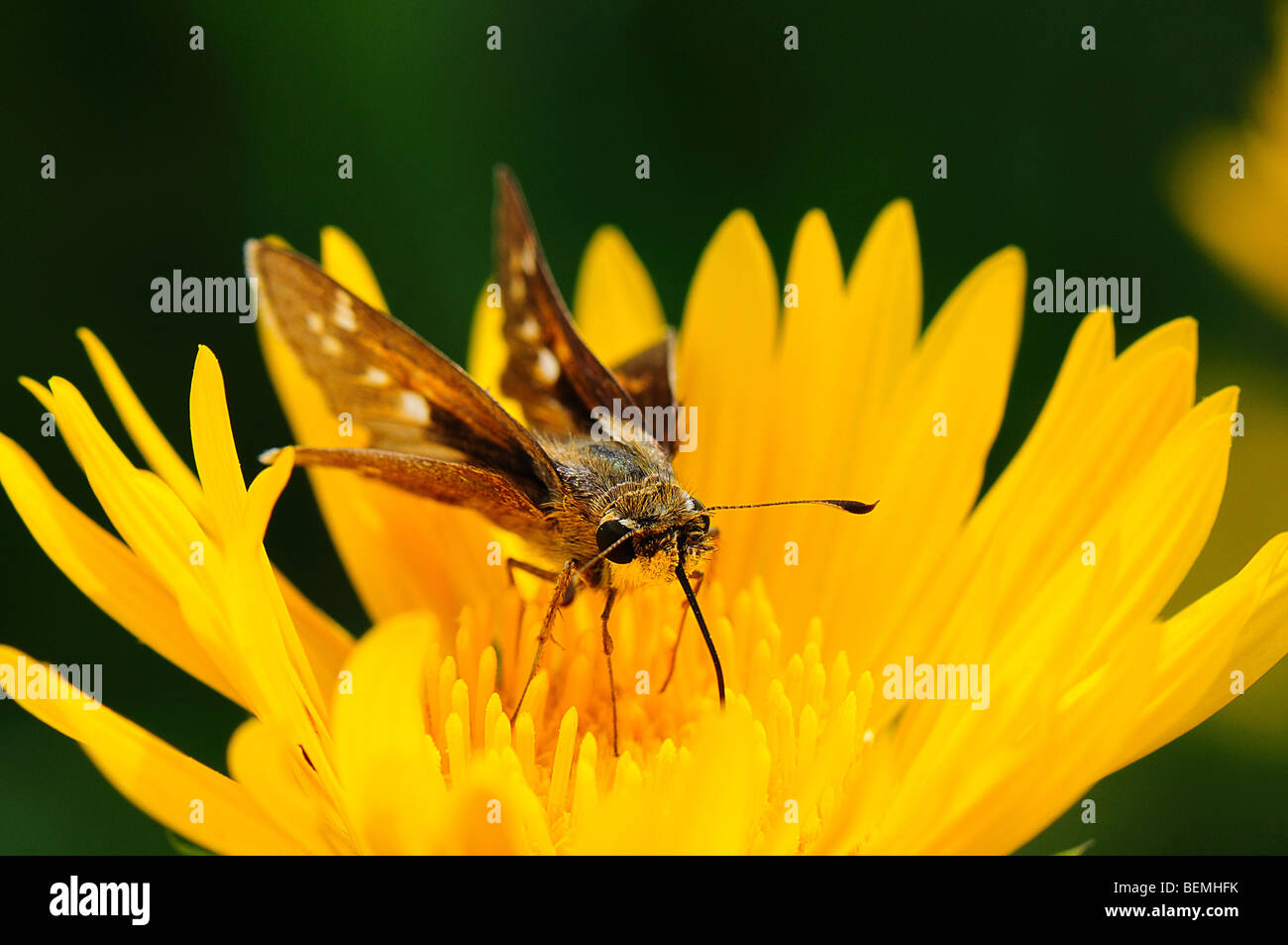Fiery Skipper feeding on a Saw-Leaf Daisy flower Stock Photo - Alamy