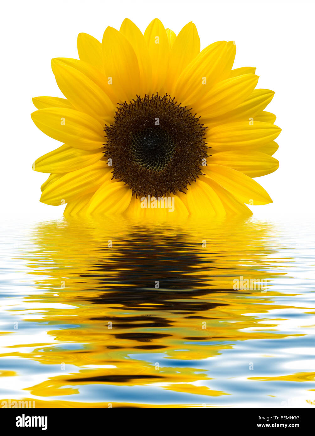 Sunflower with water reflection Stock Photo - Alamy