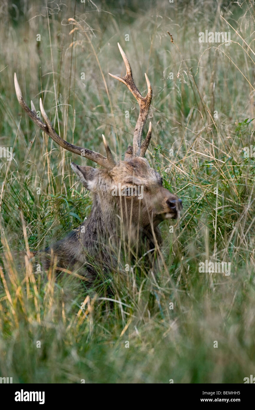 Sika deer / spotted deer/ Japanese deer (Cervus nippon) hidden in high ...