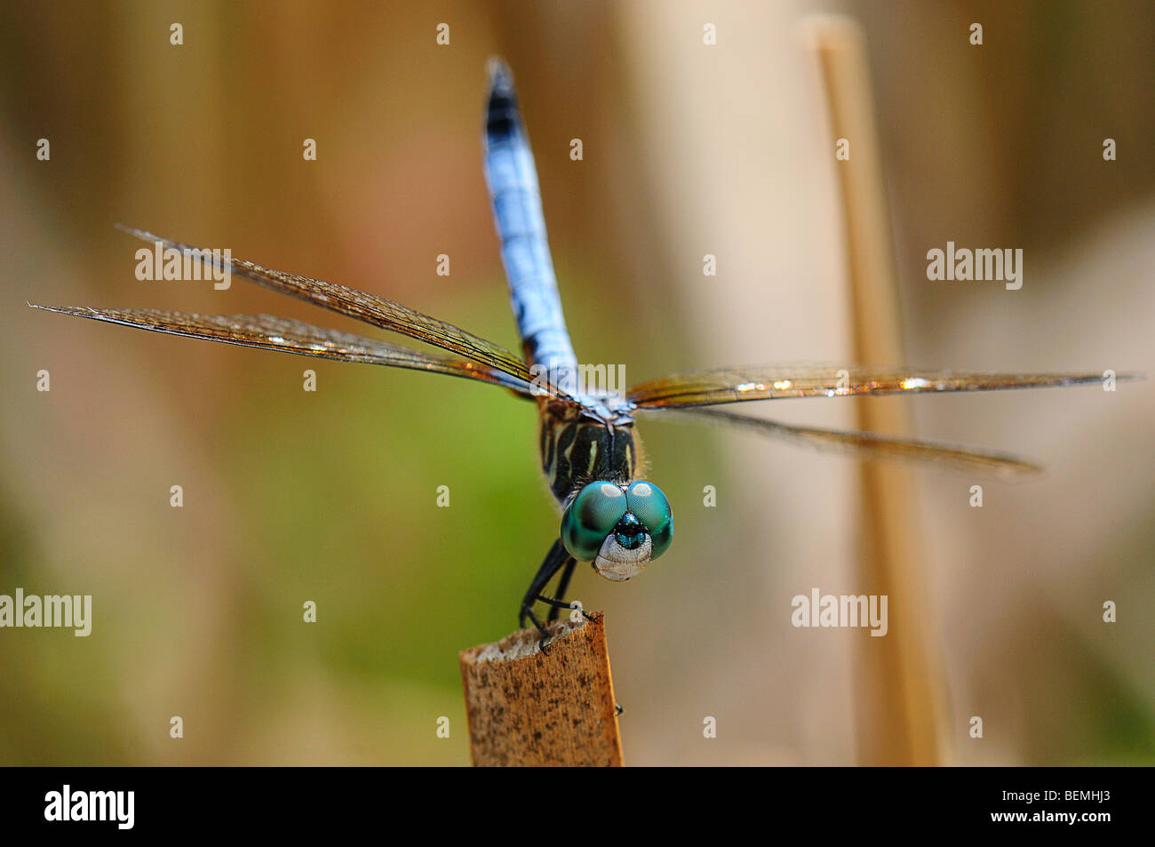 Dasher hi-res stock photography and images - Alamy