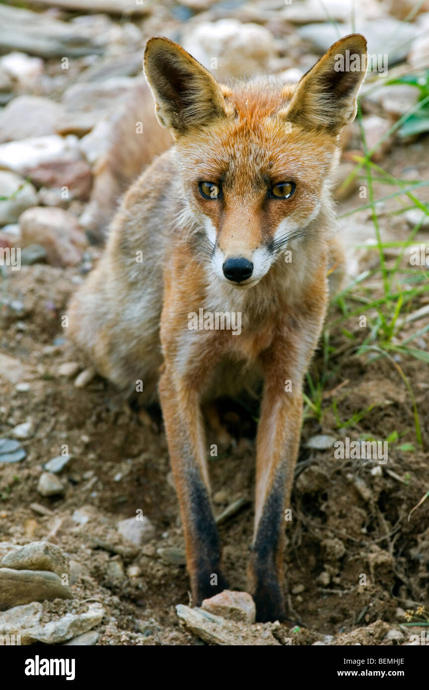 Red fox (Vulpes vulpes) sitting on river bank Stock Photo - Alamy