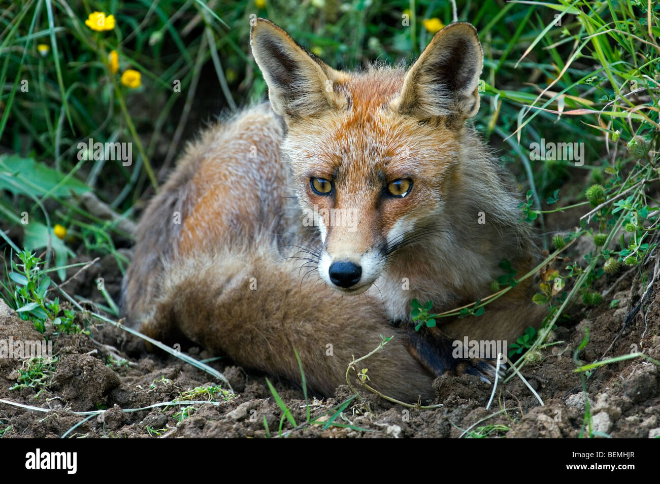 Red fox (Vulpes vulpes) resting curled up Stock Photo - Alamy